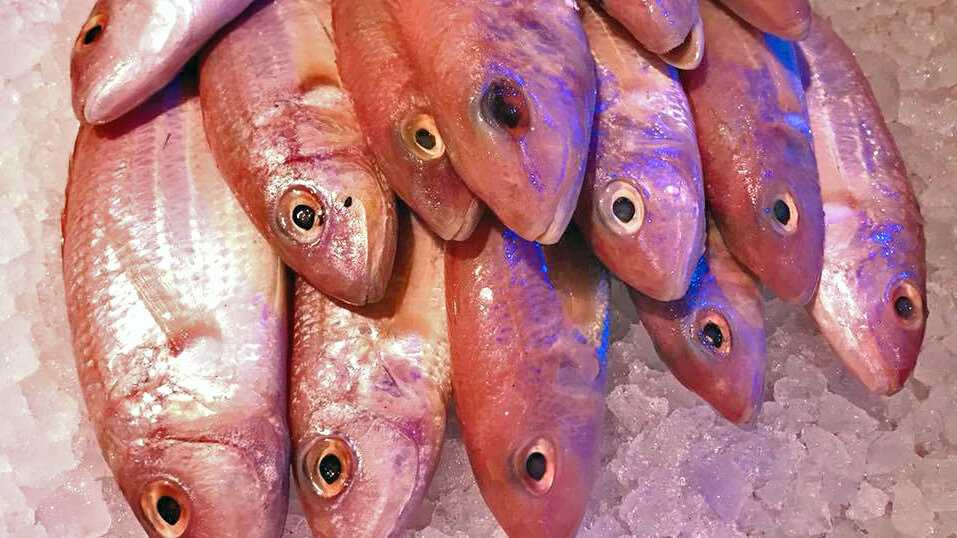 SeeWoo UK Limited – Order Online | REKKI