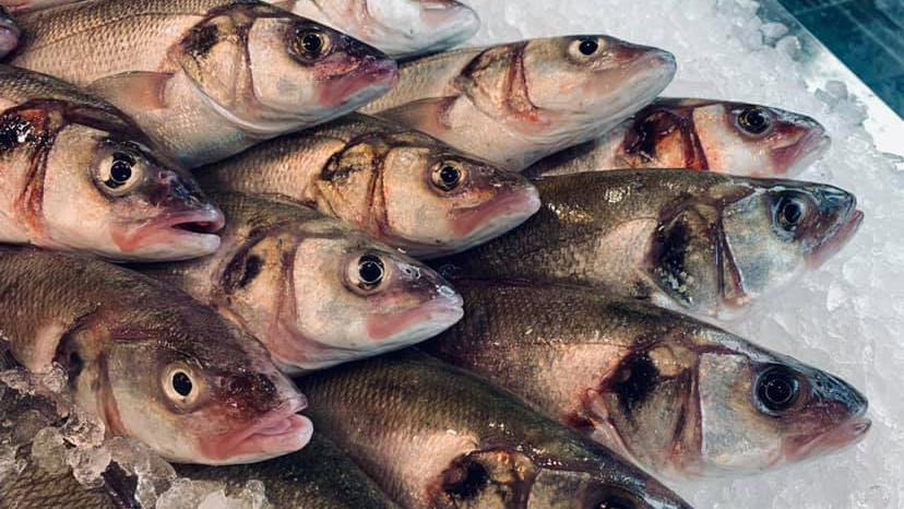 Elias Fish – Order Online | REKKI