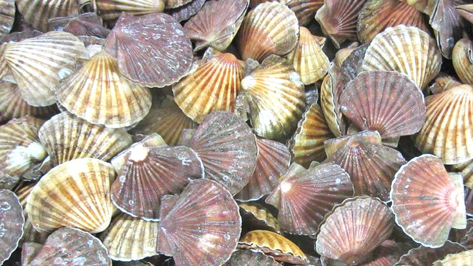 Portland Shellfish – Order Online | REKKI